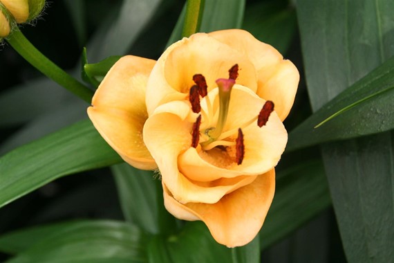Lilium Apricot Fudge